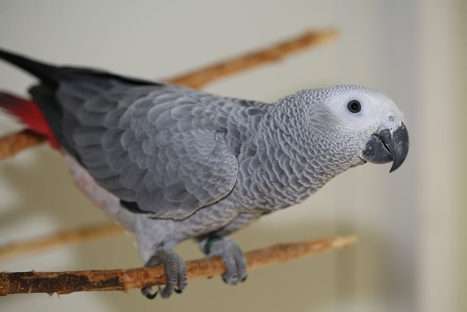 Top 10 Mind Blowing Fun Facts About Pet Birds You May Not Heard Before top-10-mind-blowing-fun-facts-about-pet-birds-you-may-not-heard-before