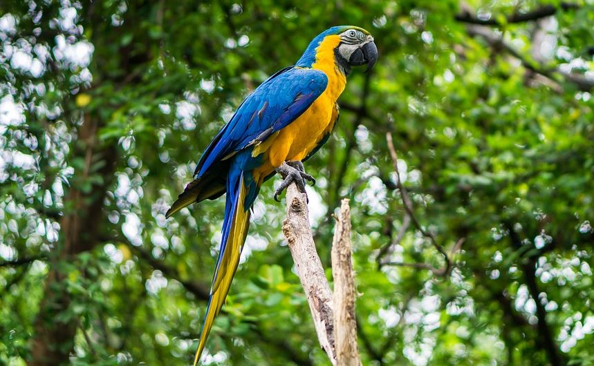 Top 10 Mind Blowing Fun Facts About Pet Birds You May Not Heard Before top-10-mind-blowing-fun-facts-about-pet-birds-you-may-not-heard-before