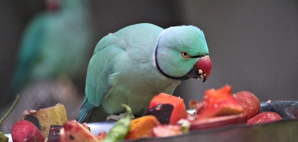 Top 10 Foods for Parrots | Famous Parrot Food Brands - Pet Food