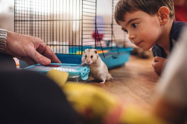 Top 10 Best Pets For Kids With Advantages and Disadvantages