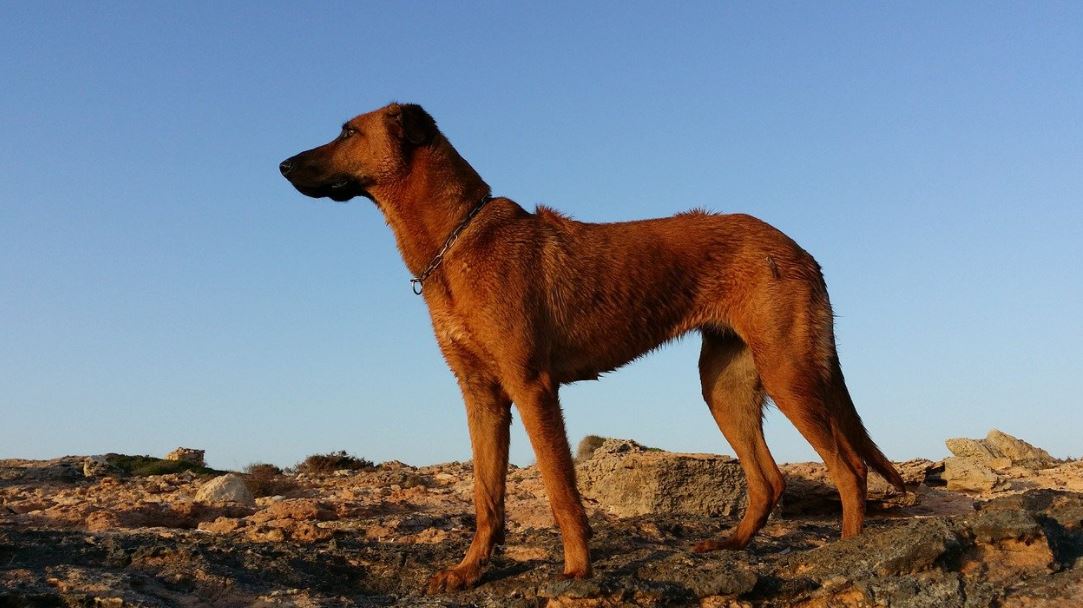 Why You Should Consider Kombai Dog As Pet - Dog