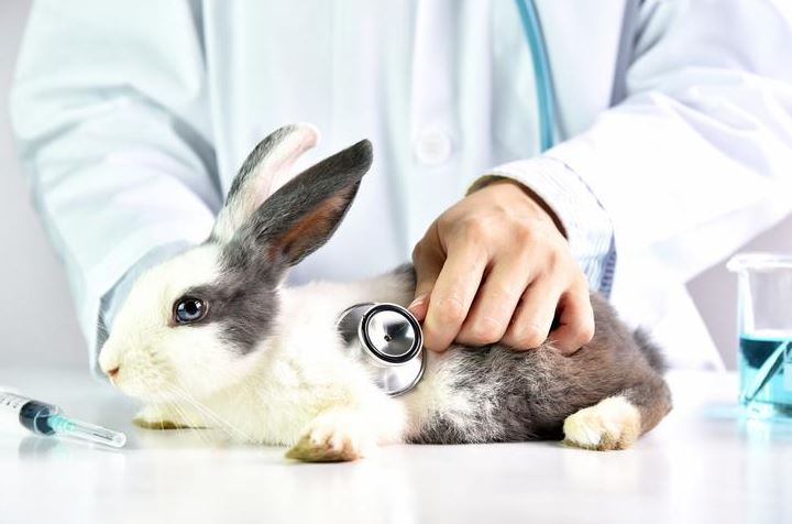 The 10 Very Common Health Issues and Problems in Your Rabbit