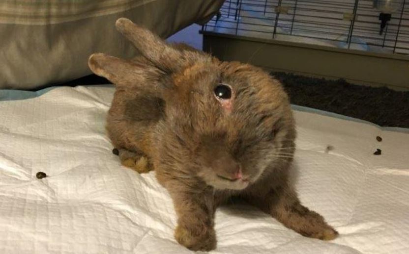 The 10 Very Common Health Issues and Problems in Your Rabbit