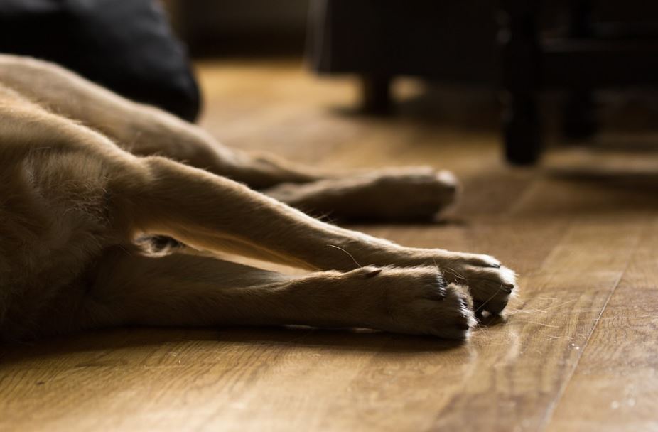 10 Most Common Health Issues and Problems in Your Dog - Dog