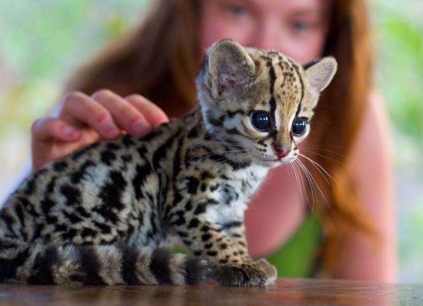 Top 10 Most Unusual Pet You Have Dare to Own