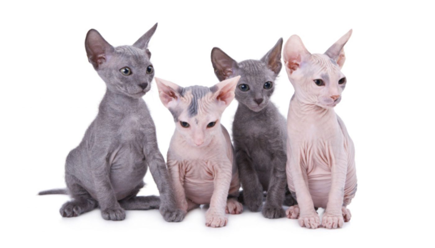 Top 10 Rare Cat Breeds You’ve Never Heard of - Cats
