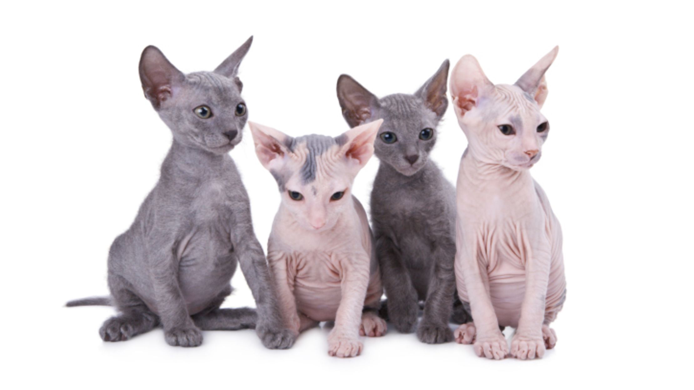 Top 10 Rare Cat Breeds You’ve Never Heard of - Cats