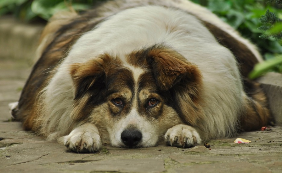 How to know your pet is overweight or not?