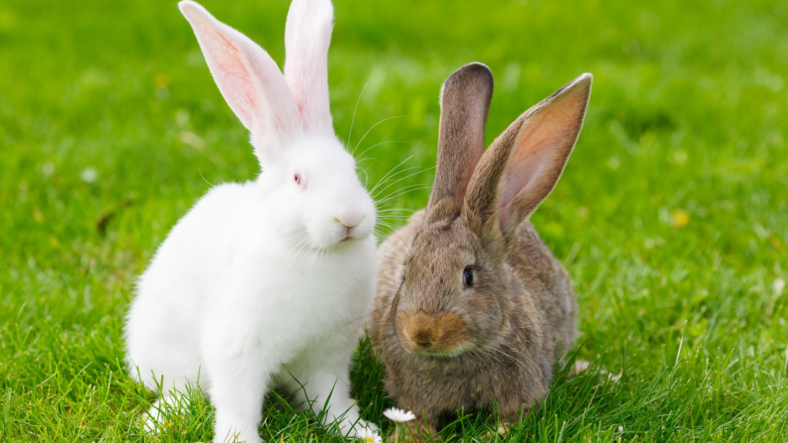 Top 10 Tips to Keep Your Pet Rabbits Healthy