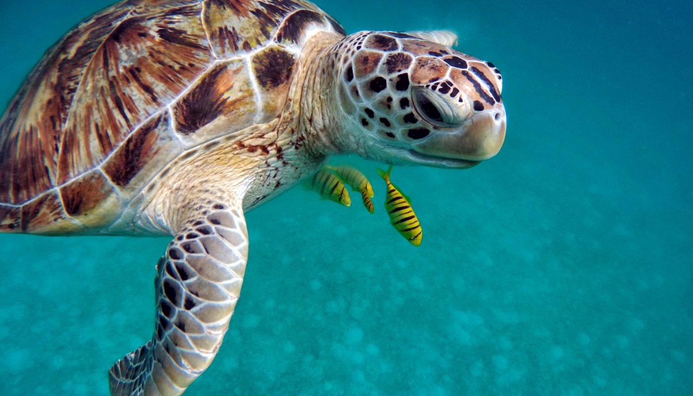Things You Need To Know About Raising A Pet Turtle Pets Things You Need To Know About Raising A Pet Turtle Pets