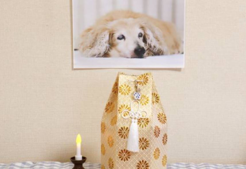 How To Cope With Losing Your Pet Pets