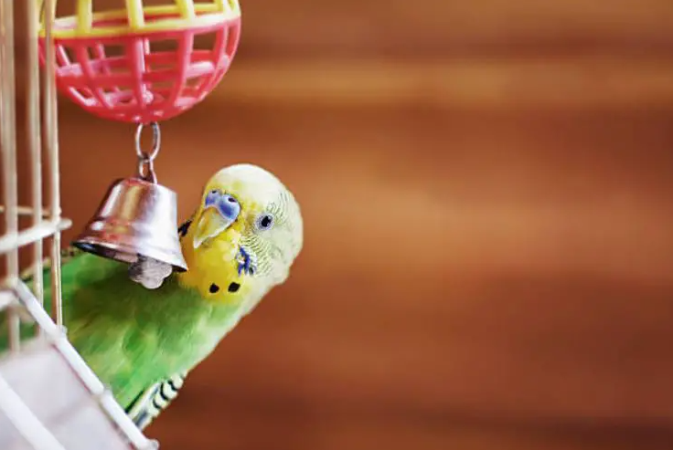 What You Need to Know Before Adopting a Bird-Pets Devotee