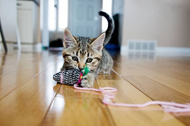 Pets Devotee