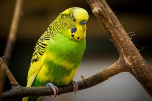 Affordable pet birds to get: Cheapest pet birds options
