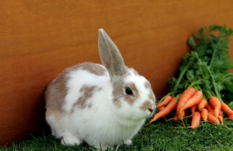 why rabbit show aggression and How can I handle it?