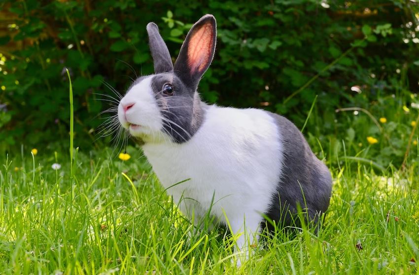 why rabbit show aggression and How can I handle it?