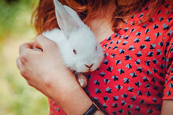 why rabbit show aggression and How can I handle it? - Pets