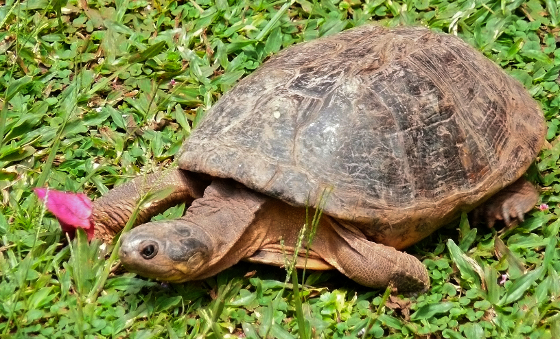 7 pet turtle breeds that can make good companions for your kids