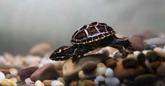 7 pet turtle breeds that can make good companions for your kids