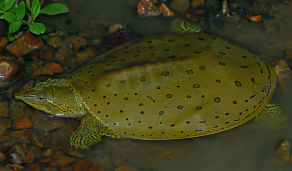 7 pet turtle breeds that can make good companions for your kids