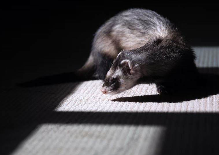 8 things to know before getting Ferrets as a pet - Ferret