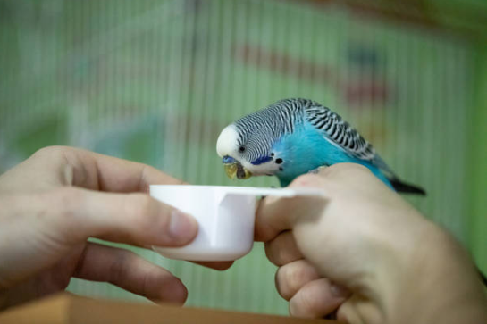 Nurturing your Feathered Friend by following this Parakeet care guide ...