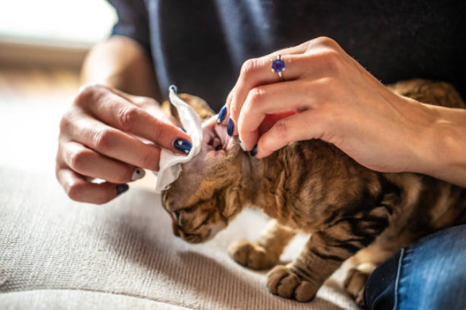Pets Devotee