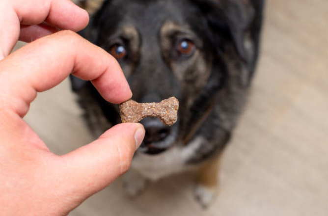 Painless Pill Feeding for Pups: A Guide to feed pills to dogs