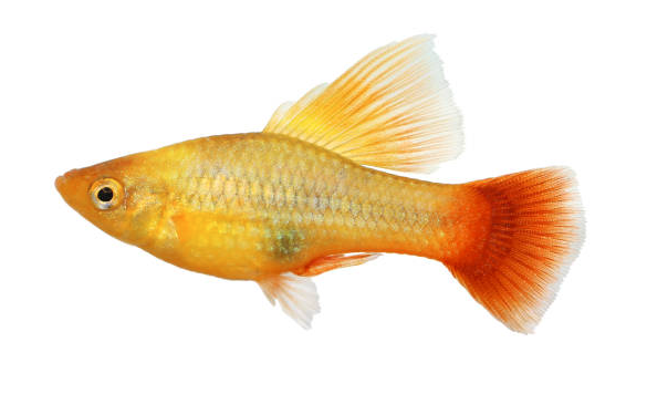 15 best Fish Species for your Indoor Aquarium| Pets Devotee