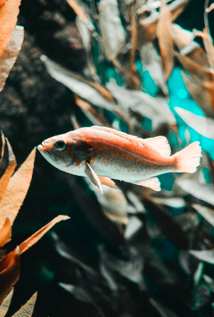 15 best Fish Species for your Indoor Aquarium| Pets Devotee