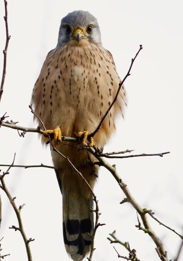 10 common disease in pet birds: Symptoms and its cure