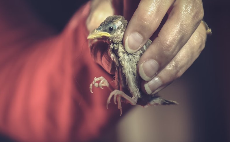 10 common disease in pet birds: Symptoms and its cure