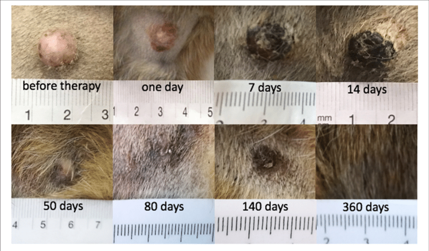 What is a mast cell? How can it cause mast cell tumors in dogs?